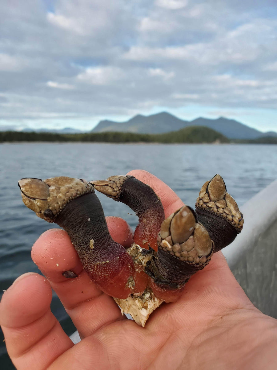 First Time Trying Percebes | Pacific Wild Pick