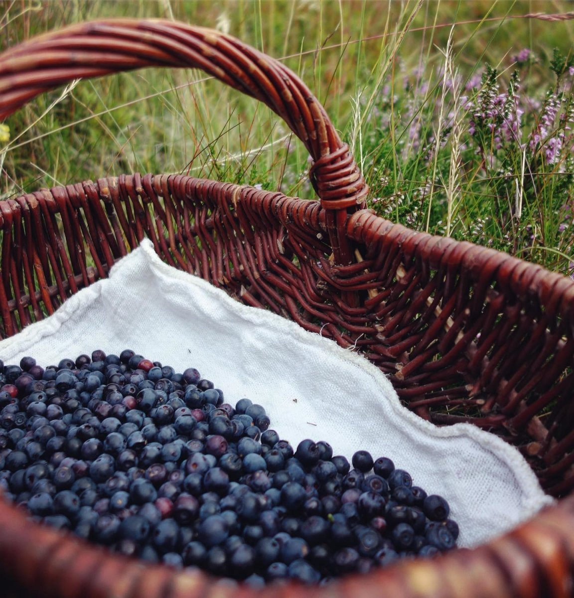 Go Wild : For Berries | Pacific Wild Pick