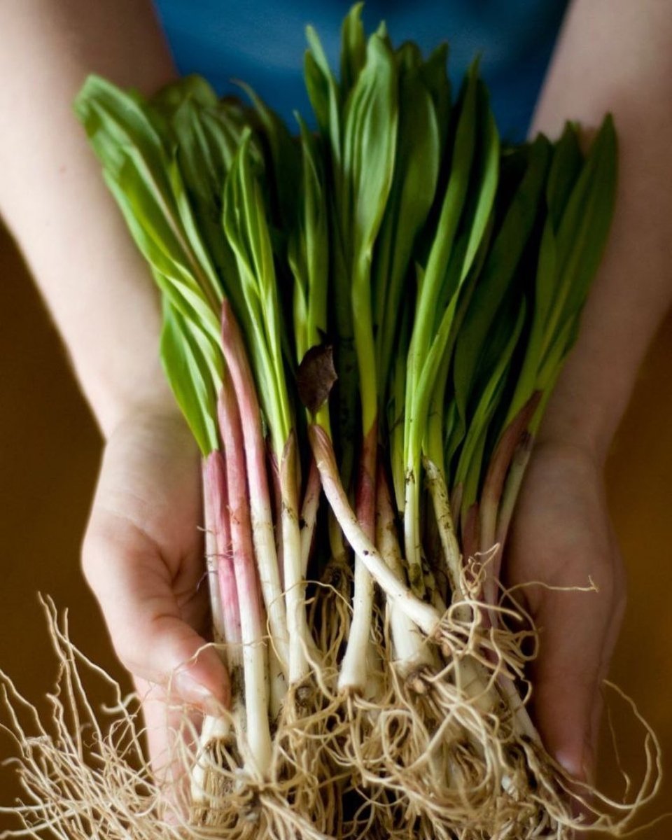 Spring Foraged Goods Are Here – Spruce Tips, Fiddleheads & Wild Ramps ...