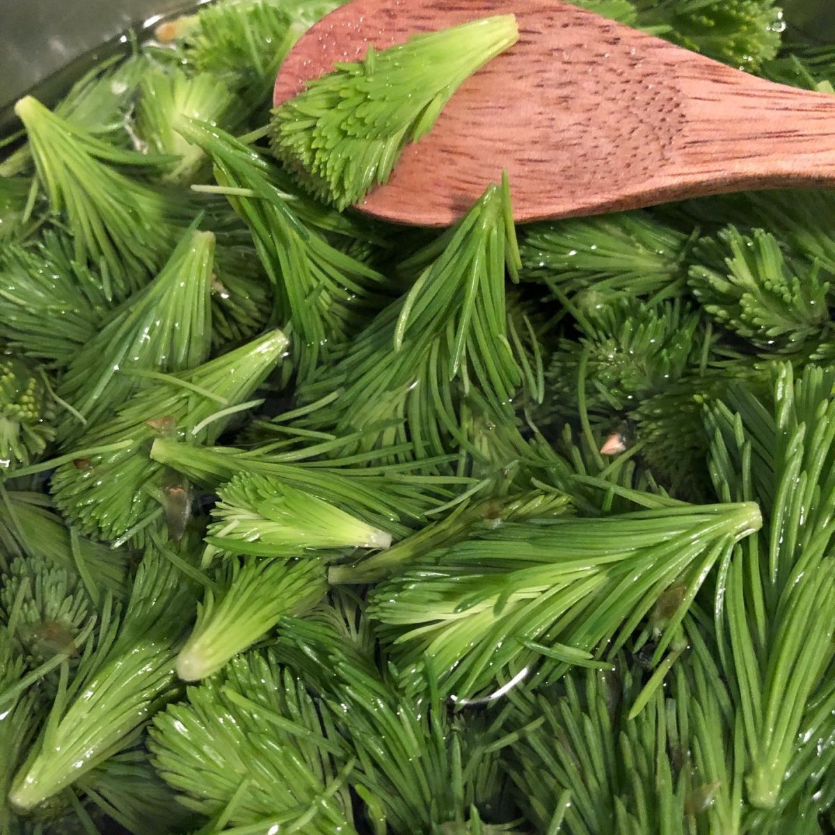Canadian Spruce Tip Jelly | Pacific Wild Pick