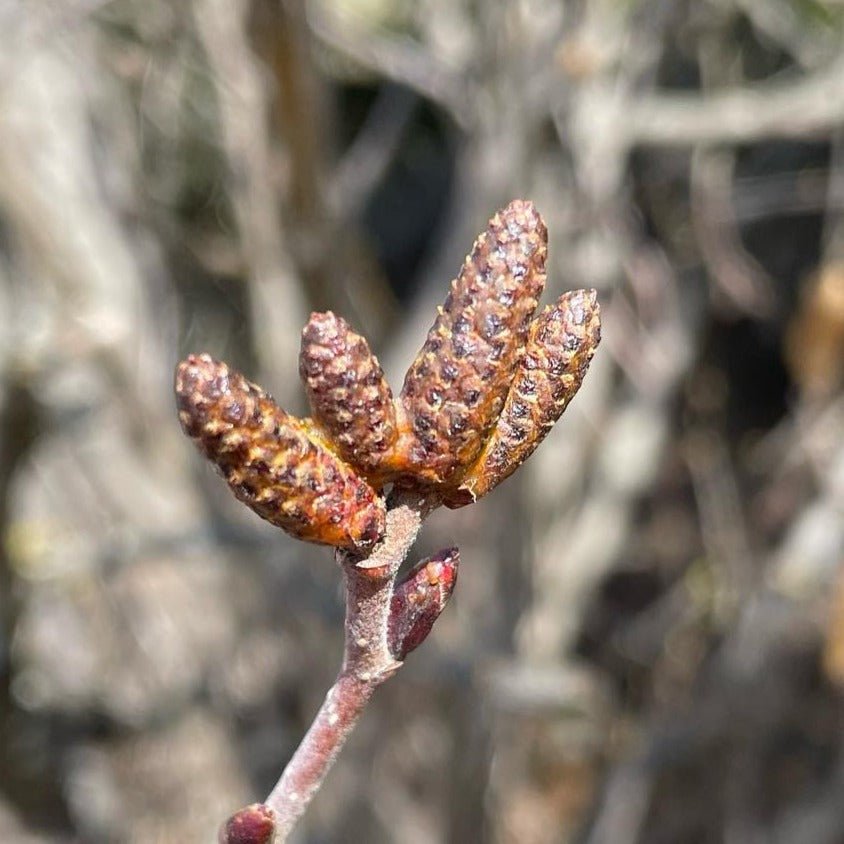 Dune Pepper - Alder Catkins | Pacific Wild Pick