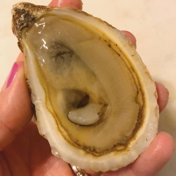 French Kiss Oysters- LIVE | Pacific Wild Pick