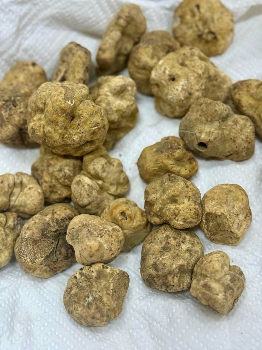 Fresh Alba White Truffle (Tuber Magnatum Pico) | Pacific Wild Pick