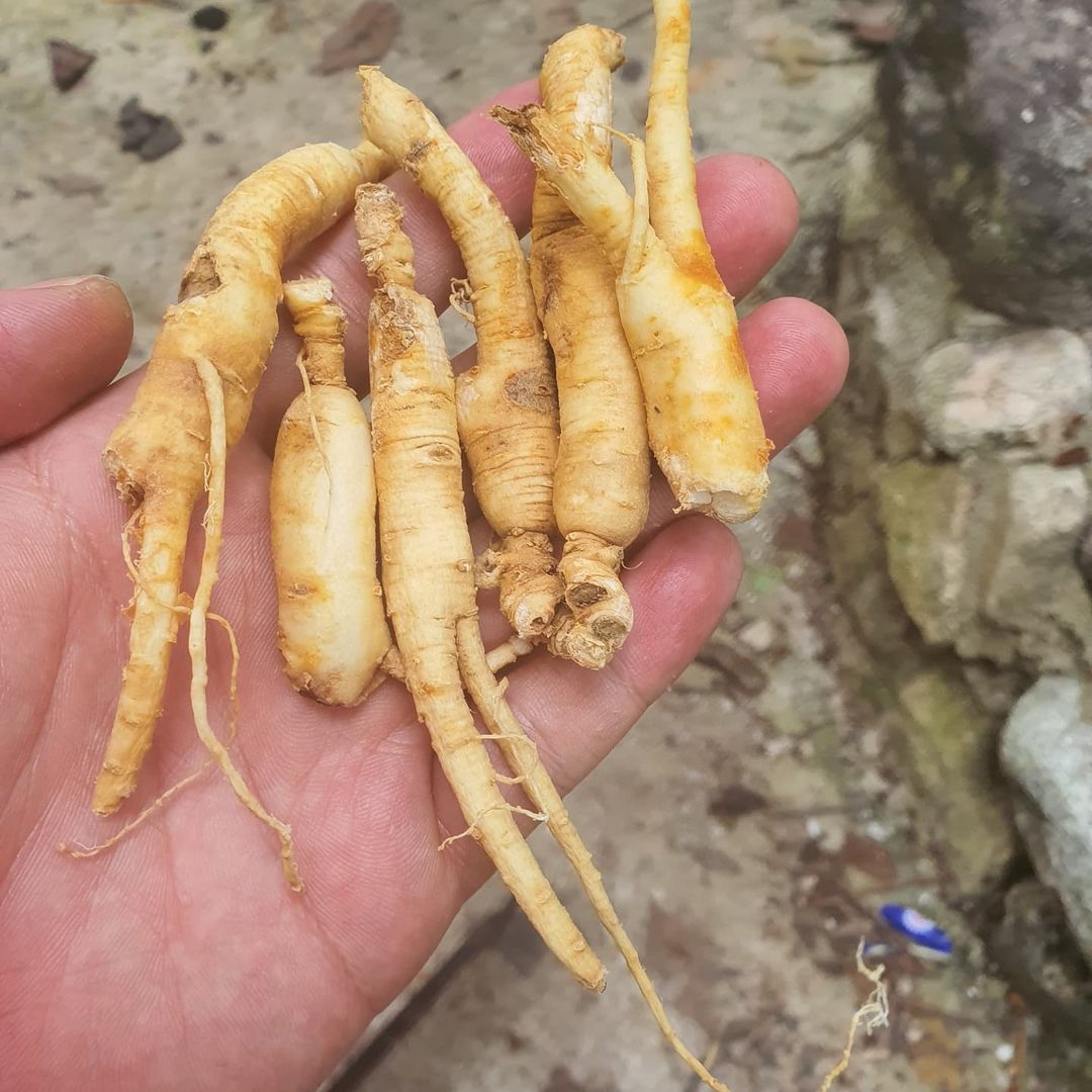 Fresh Ginseng Root- Pre Order | Pacific Wild Pick