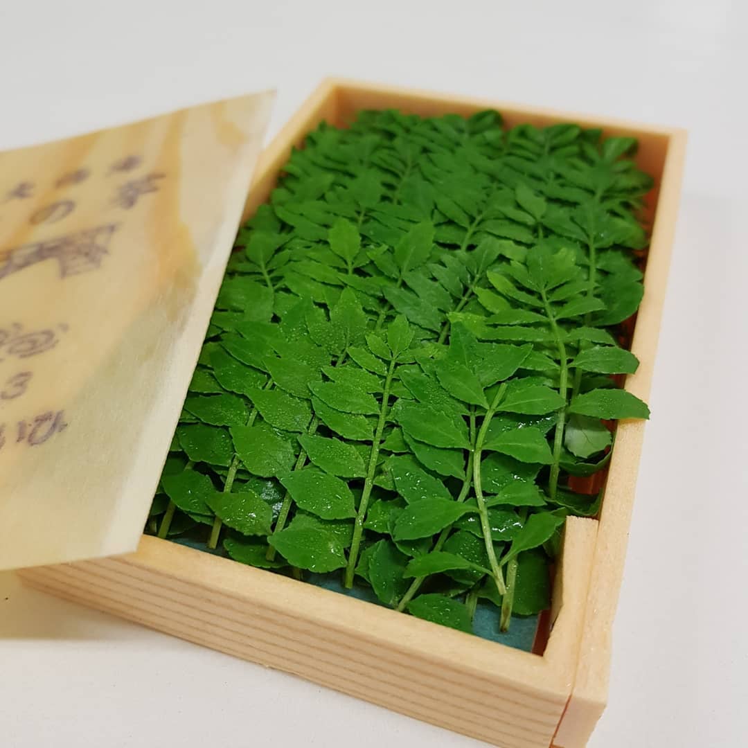 Fresh Kinome 木之芽 | Pacific Wild Pick