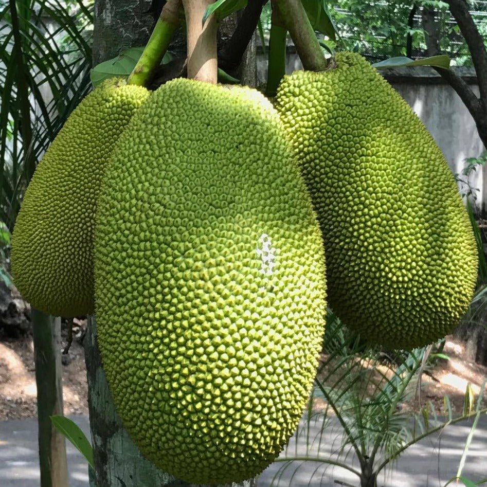Fresh whole Jackfruit | Pacific Wild Pick