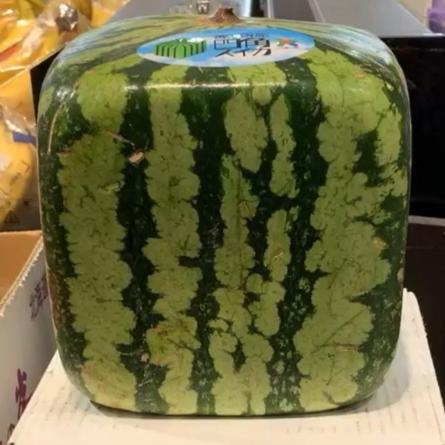 Japan Square Watermelon Gift Box - Reserve Only | Pacific Wild Pick