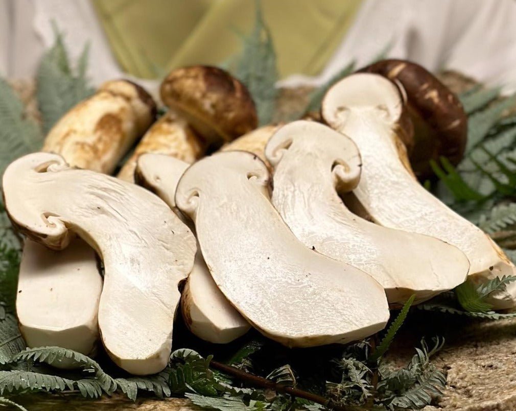 Matsutake Mushroom Special Reserve 2025 | Pacific Wild Pick