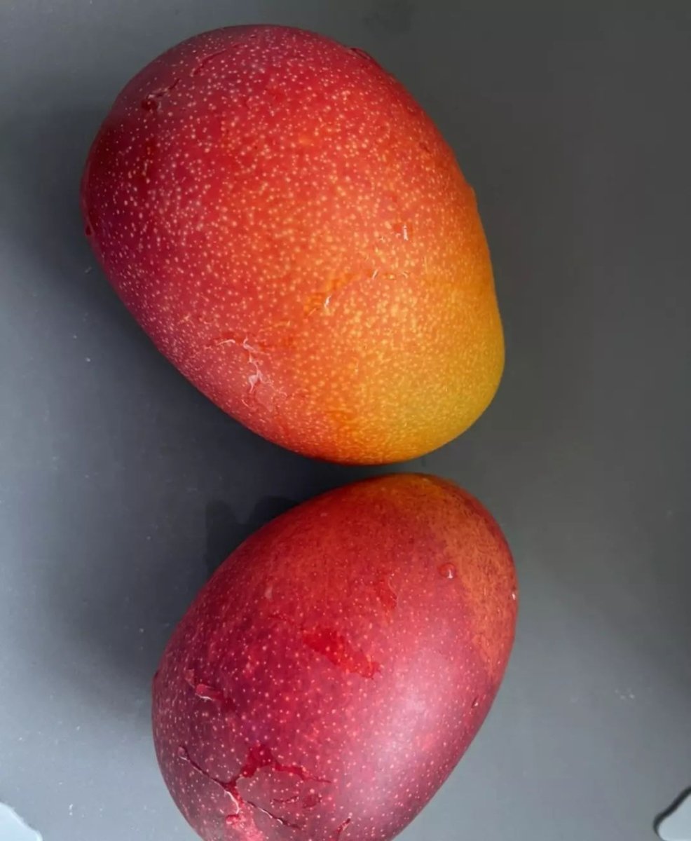 Miyazaki Mango - GIFT BOX | Pacific Wild Pick