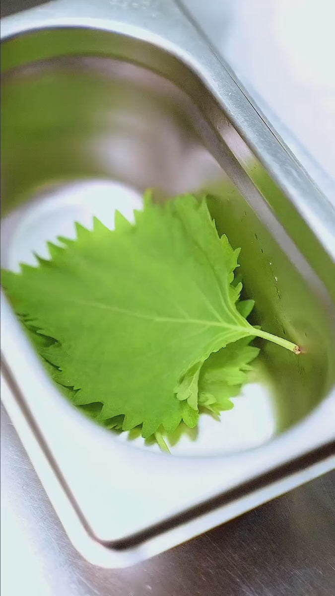 Shiso Leaf-Fresh - Oba | Pacific Wild Pick