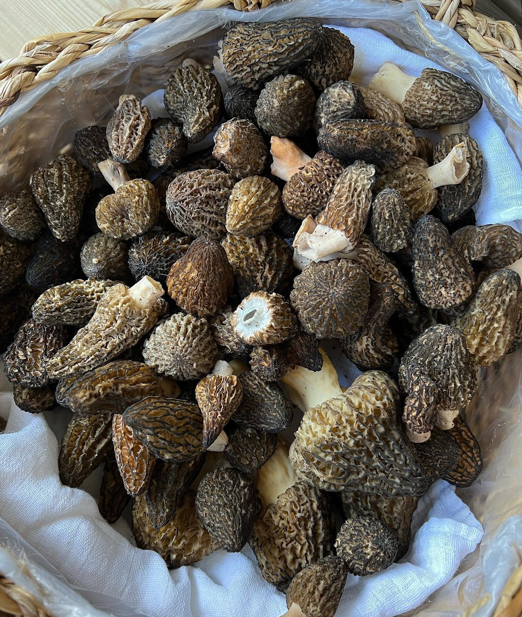 Canadian Fire Morel Mushrooms- Pre Order | Pacific Wild Pick