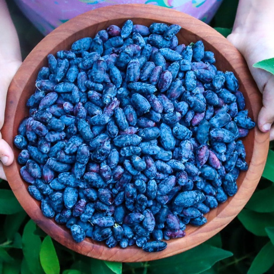 Frozen Wild Haskap Berry | Pacific Wild Pick