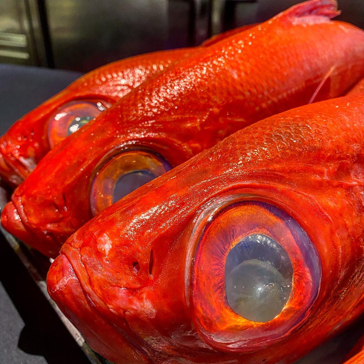 Fresh Alfonsino Fish from Japan | Pacific Wild Pick