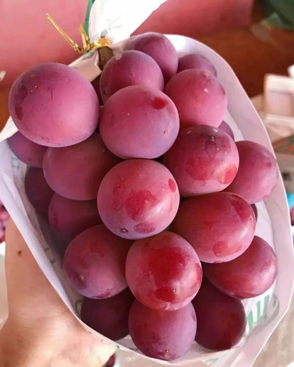 Queen Nina Grapes Gift Box- Japan | Pacific Wild Pick
