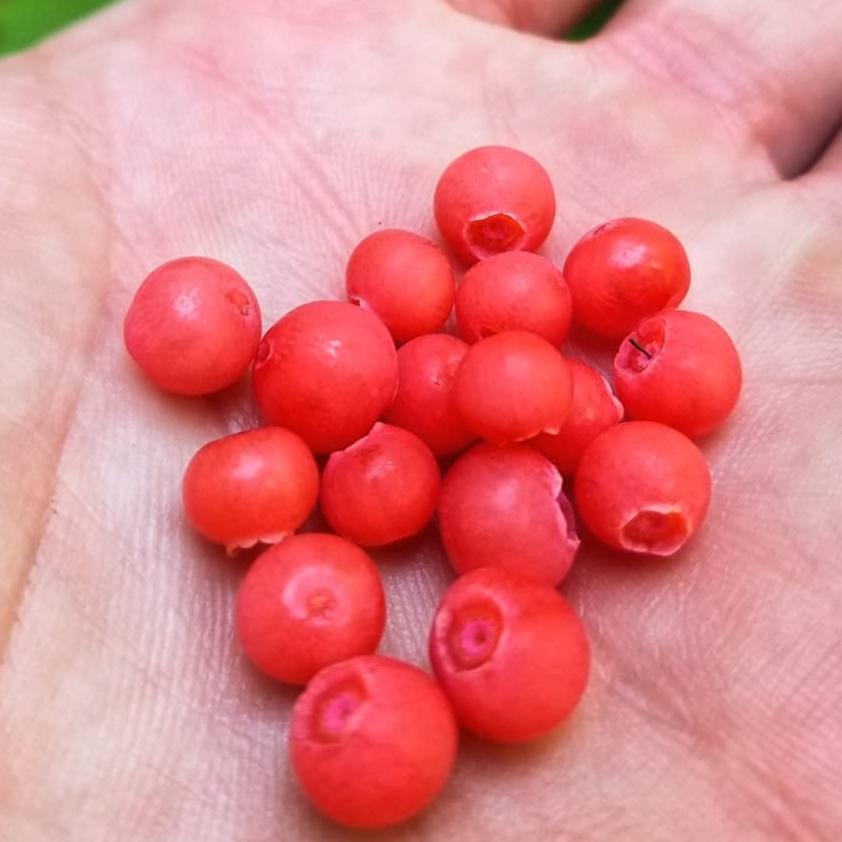 Red Huckleberry- Super Berry | Pacific Wild Pick