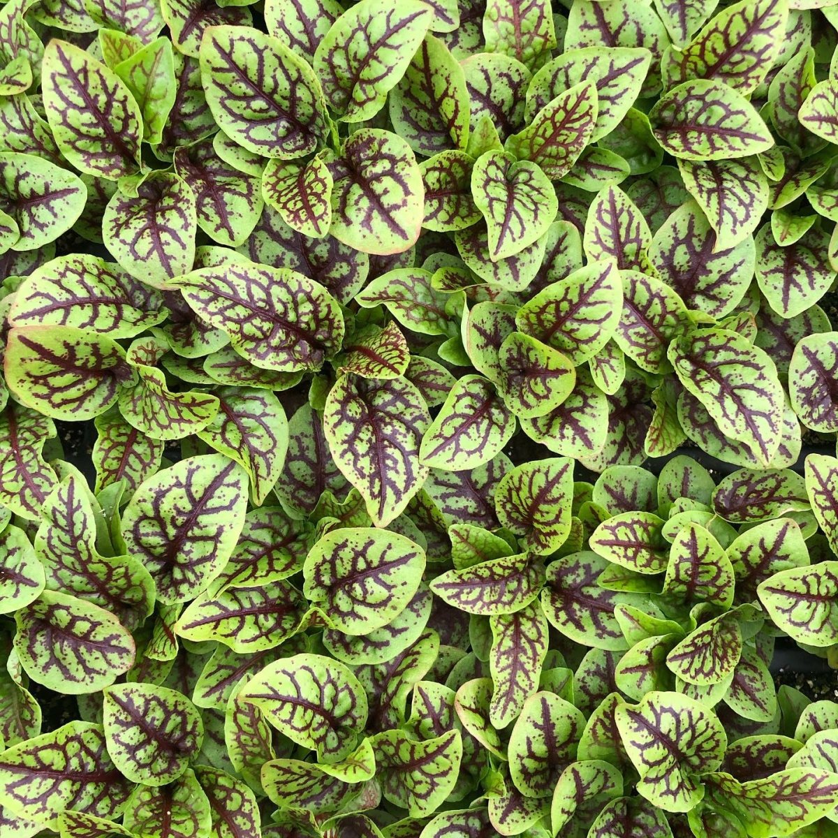 Red Veined Sorrel Living Microgreens Chef Kit | Pacific Wild Pick