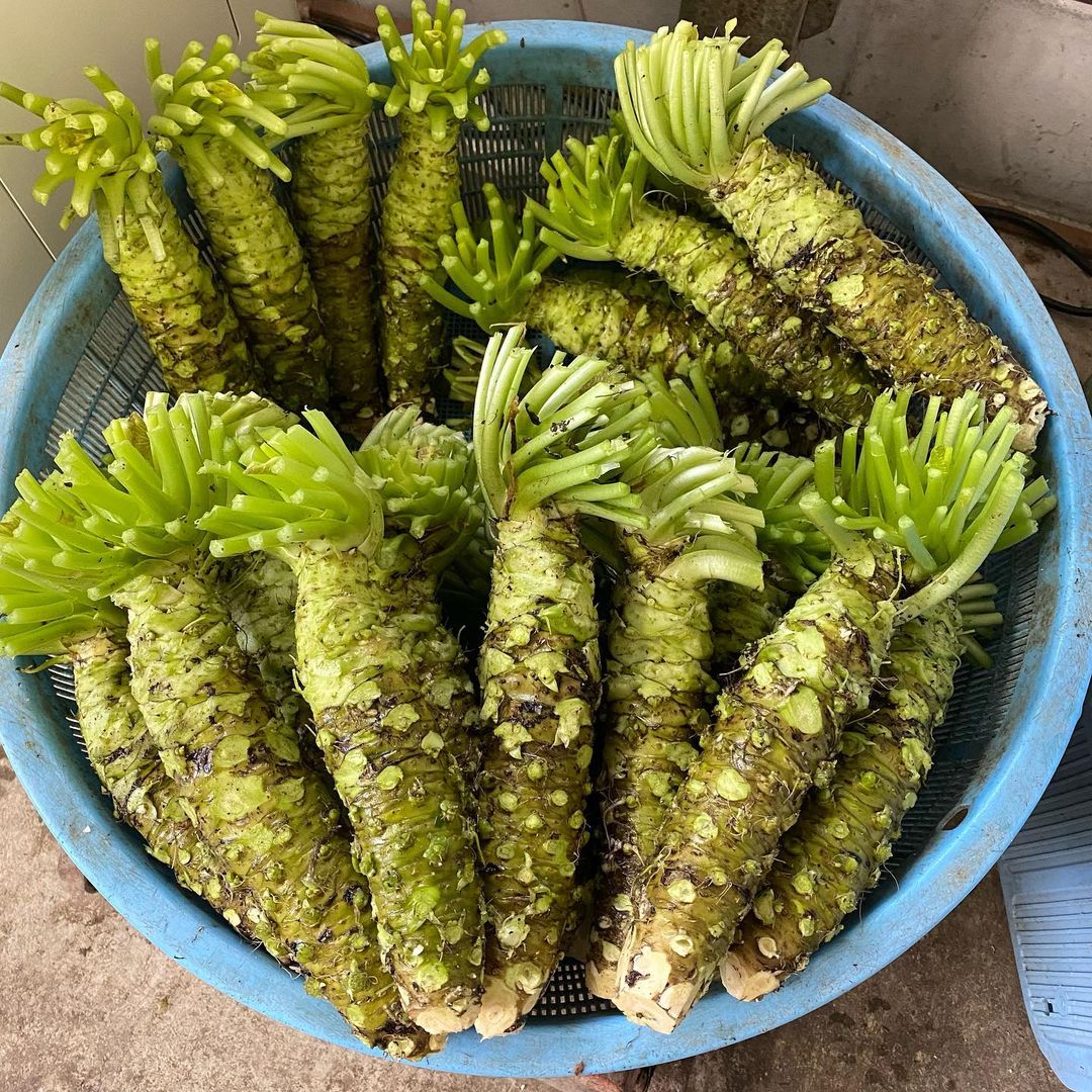 Fresh Wasabi | Pacific Wild Pick