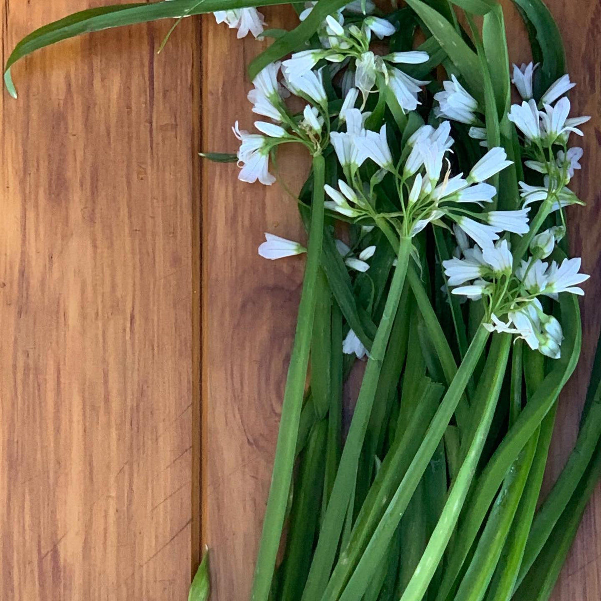 Fresh Wild Spring Onion | Pacific Wild Pick