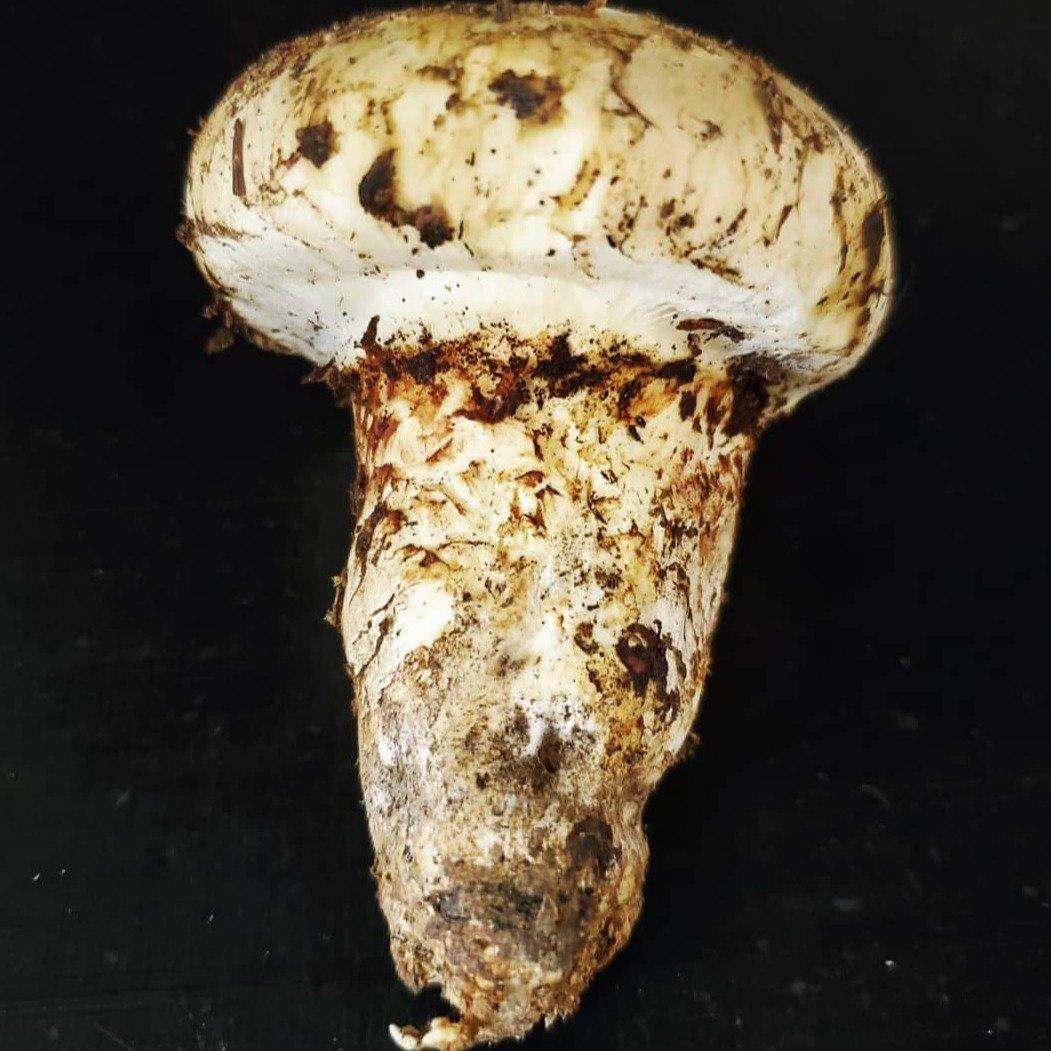 Matsutake 'Pine' Mushroom | Pacific Wild Pick