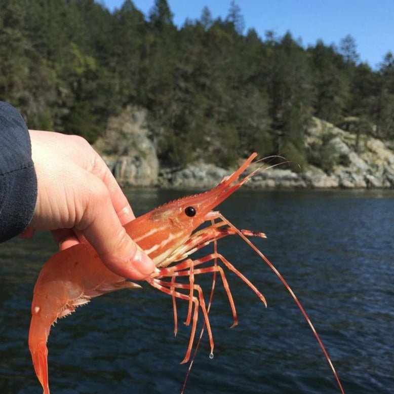 BC Spot Prawn Tails | Pacific Wild Pick