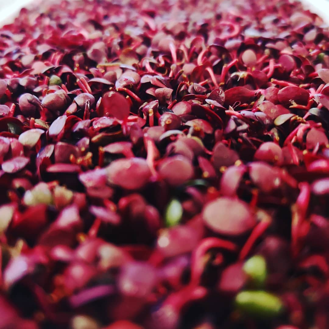 Benitade - Japanese Water Cress | Pacific Wild Pick
