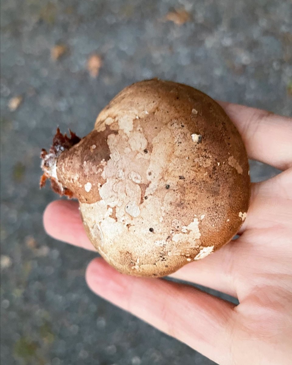 Birch Polyspore Mushroom | Pacific Wild Pick