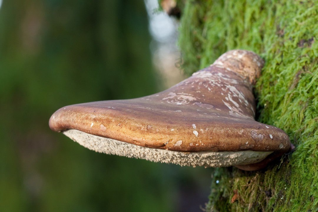 Birch Polyspore Mushroom | Pacific Wild Pick