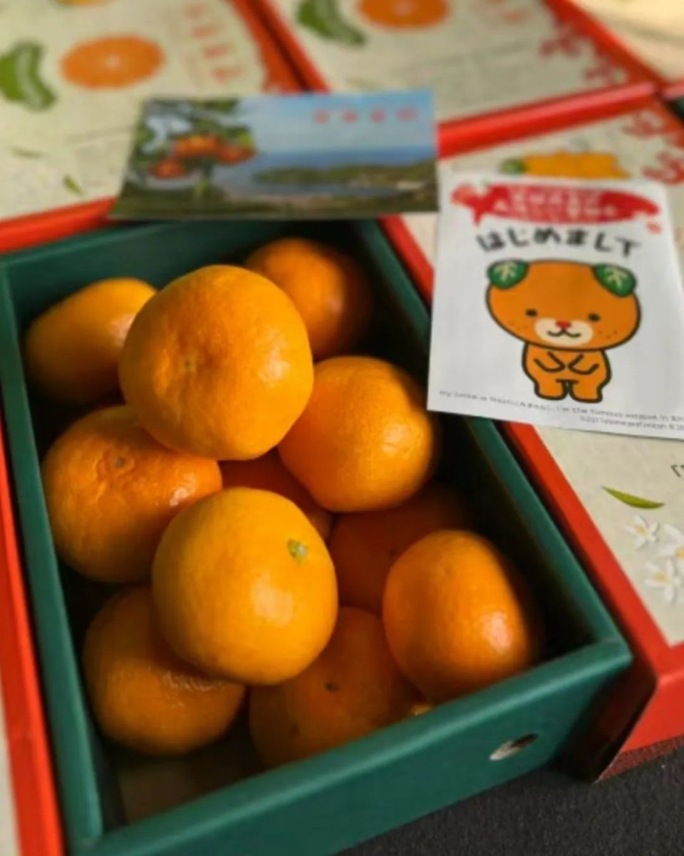 Holiday Ehime Mikan Orange Gift Box-SPECIAL RESERVE | Pacific Wild Pick