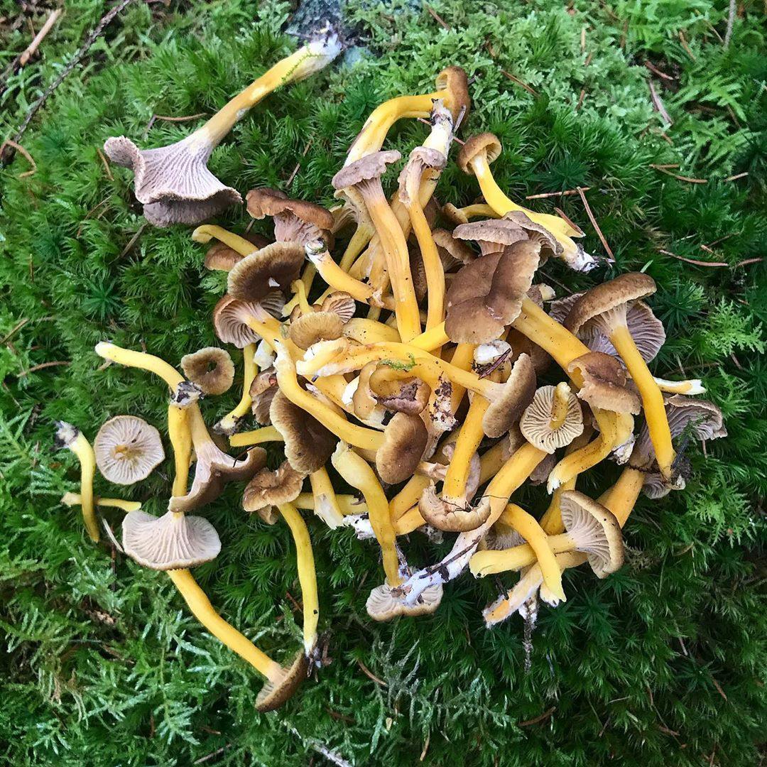 Winter Chanterelle Mushroom | Pacific Wild Pick