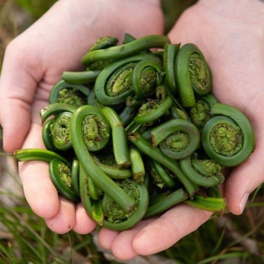 Fresh and Cleaned Fiddleheads | Pacific Wild Pick