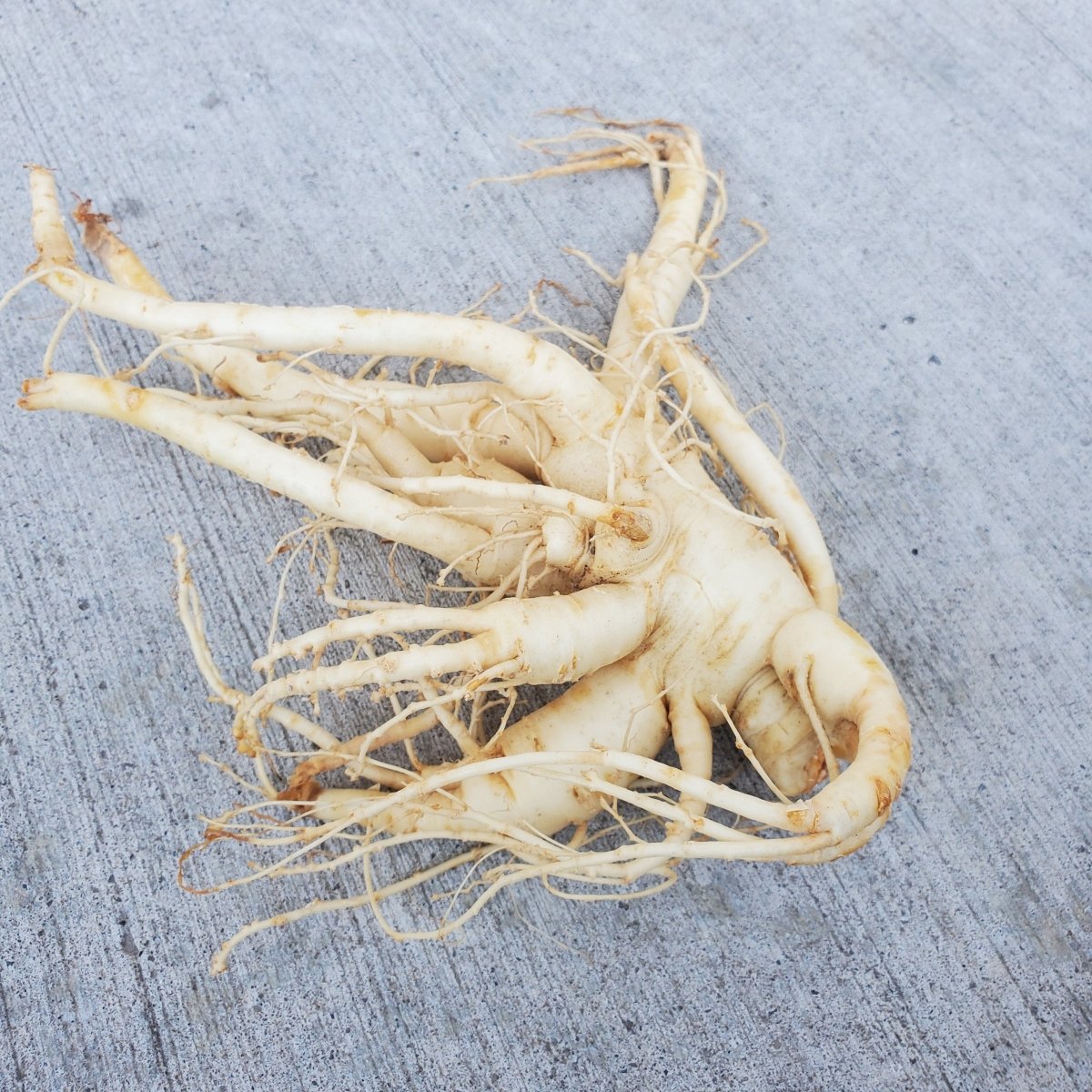 Fresh Ginseng Root - Next Day Shipping | Pacific Wild Pick