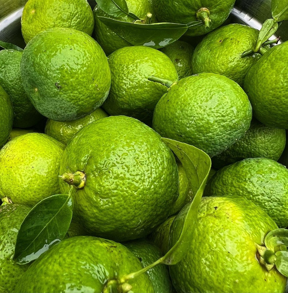Fresh Sudachi from Japan 酢橘 | Pacific Wild Pick