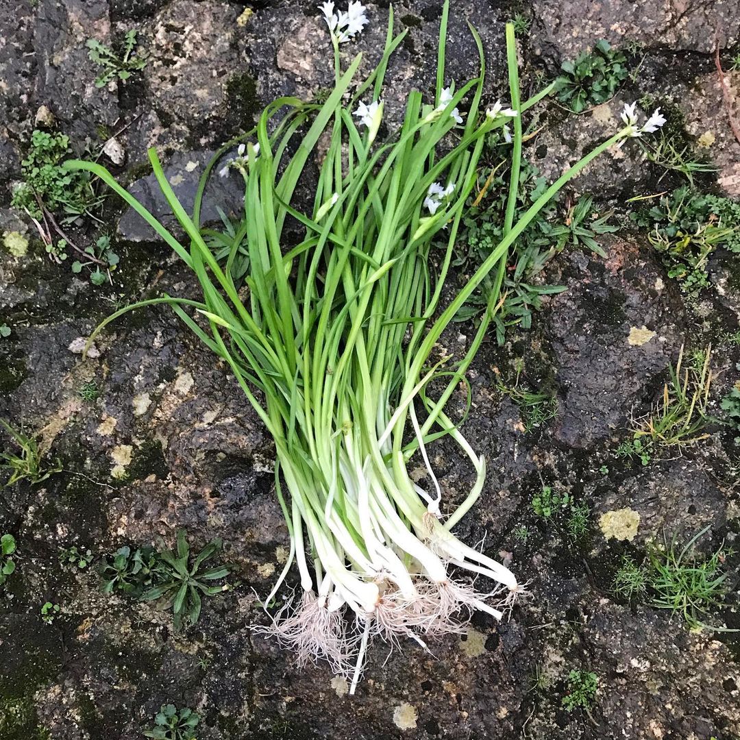 Fresh Wild Spring Onion 2025 | Pacific Wild Pick