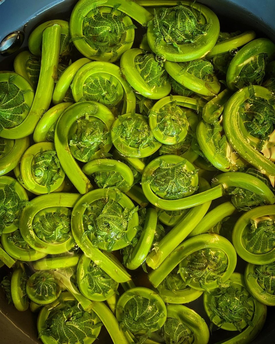 Frozen and Cleaned Fiddleheads | Pacific Wild Pick