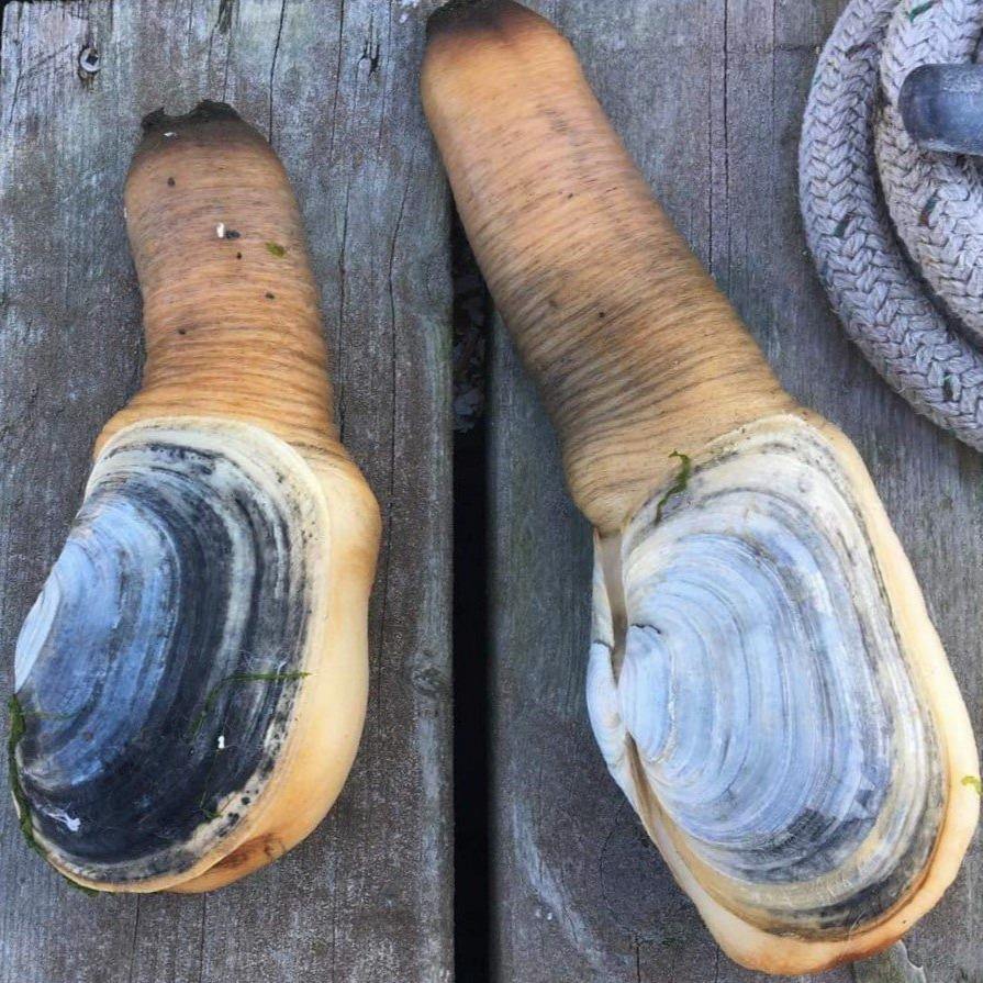 Pacific Wild Live Geoduck Clam | Pacific Wild Pick