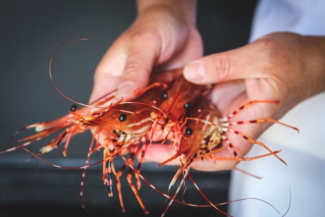 Live BC Spot Prawns 2026 | Pacific Wild Pick