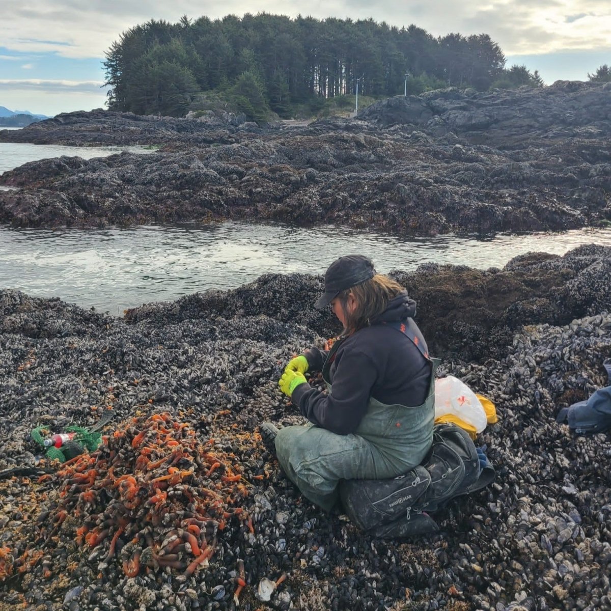Fresh Percebes- SPECIAL RESERVE | Pacific Wild Pick