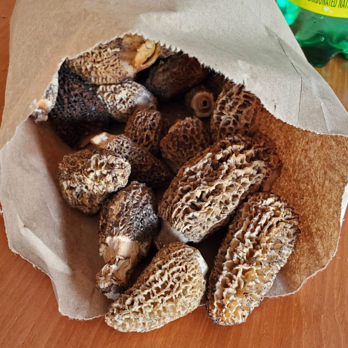 Oregon Morel Mushrooms- Fresh | Pacific Wild Pick