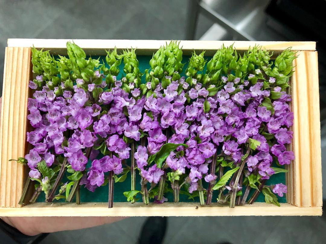 Fresh Hana Hojiso Flowers - Perilla Blossoms | Pacific Wild Pick