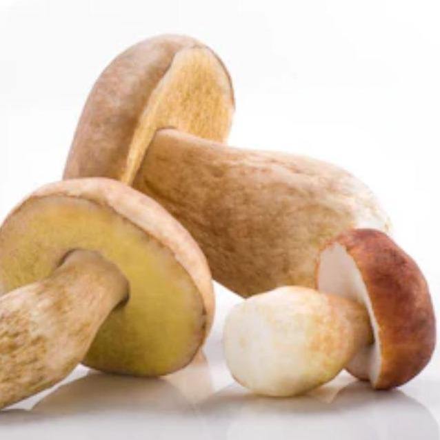 Porcini Mushrooms FRESH PRE-ORDER | Pacific Wild Pick