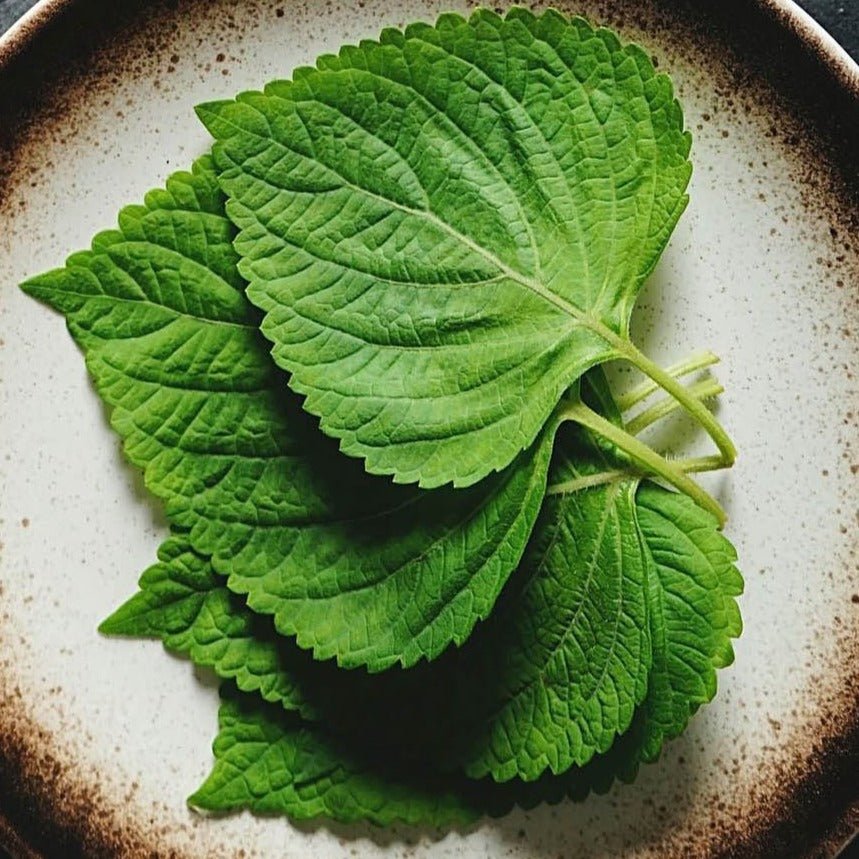 Shiso Leaf-Fresh - Oba | Pacific Wild Pick