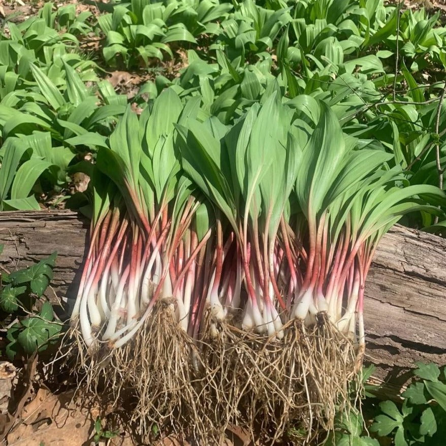 Wild Ramps - Next Day Shipping | Pacific Wild Pick